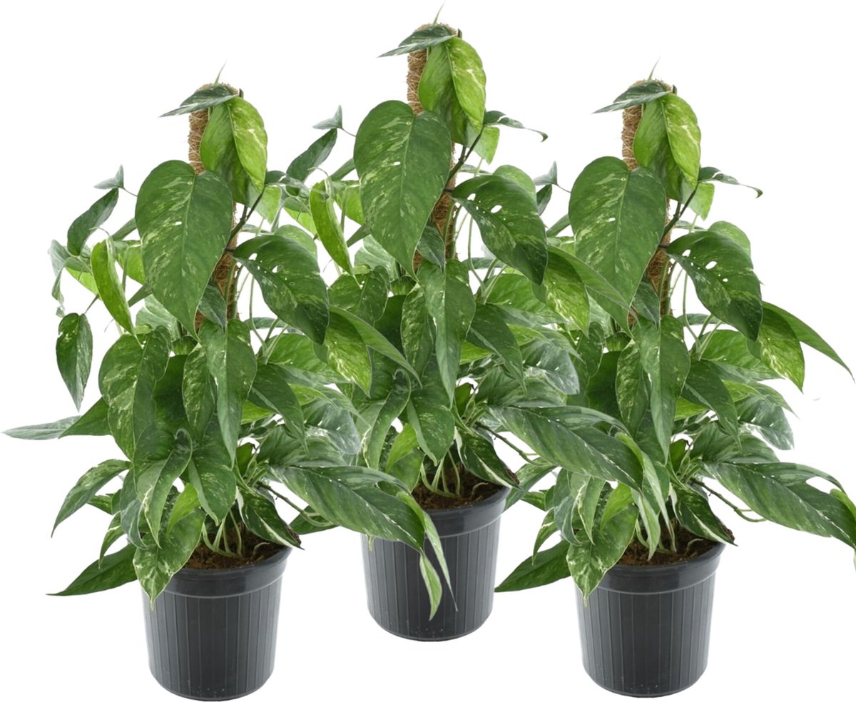 3x Epipremnum Pinnatum Variegata mosstok - 75 cm | bol.com