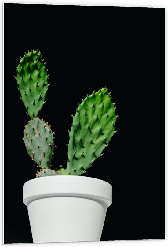 PVC Schuimplaat - Cactus - Plant - Bloempot - 60x90 cm Foto op PVC ...