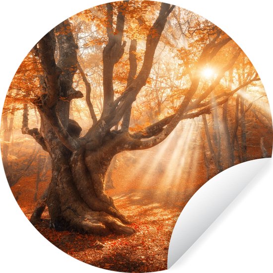 WallCircle - Muurstickers - Behangcirkel - Boom - Natuur - Herfst - ⌀ 30 cm -... | bol