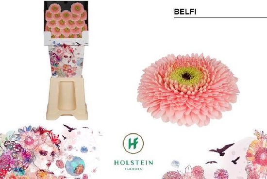 DutchFlowers - Boeket - 20x Germini pomponi belfi 70cm | bol