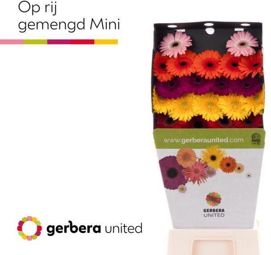 DutchFlowers - Boeket - 80x Germini mix op rij 70cm | bol