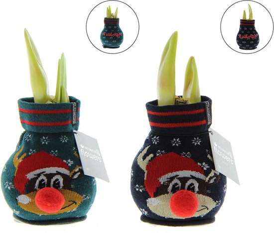 Kerstkado! Gewaxte Amaryllisbol, 2 stuks, Xmas Fun Rudolph, Kleur Bloem ...