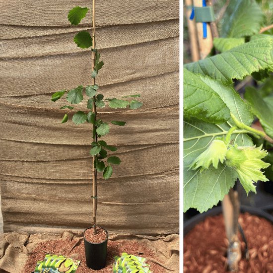 Hazelnootboom Corylus 'Fercoril' CORABEL | Boomhoogte: 120-150cm | Pot ...