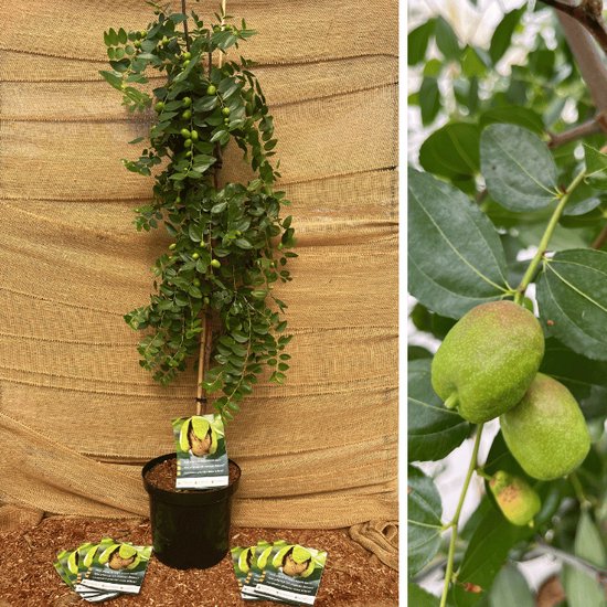 Chinese Dadelboom Ziziphus Jujuba - Jonge boom - 100/150 cm - 10 liter ...