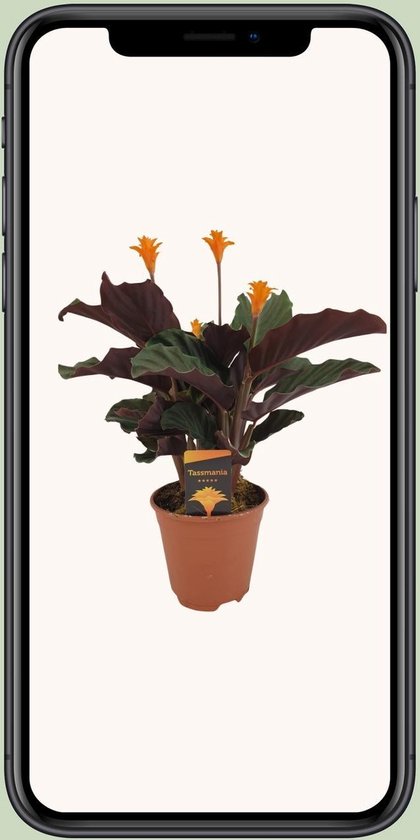 Hello Plants Calathea Crocata Tassmania - Ø 14 cm - Hoogte: 40 cm ...