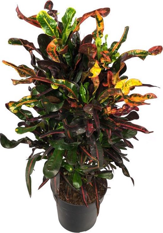 Croton 80 cm - Curley Boy | bol.com