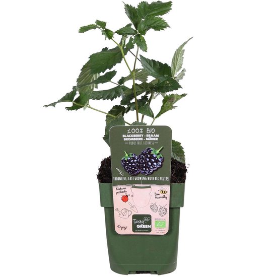 2x Rubus Doornloze 'Loch Ness' - Zwarte braamstruik - Biologisch - Set ...