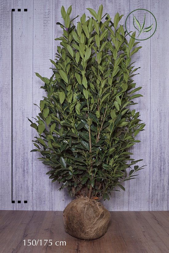 5 stuks | Laurier 'Elly' Kluit 150-175 cm - Compacte groei - Groeit ...