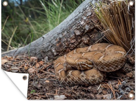 Tuinschilderij Een Ratelslang wachtend op zijn prooi bij een boom ...