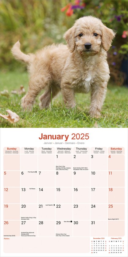 Labradoodle Kalender 2025 | bol