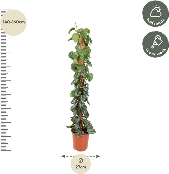 Epipremnum Pictus Trebie Mosstok - 150 cm - ø27 | bol