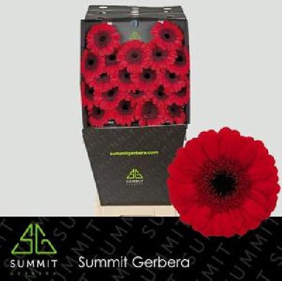 DutchFlowers - Boeket - 20x Germini red ruby 70cm | bol