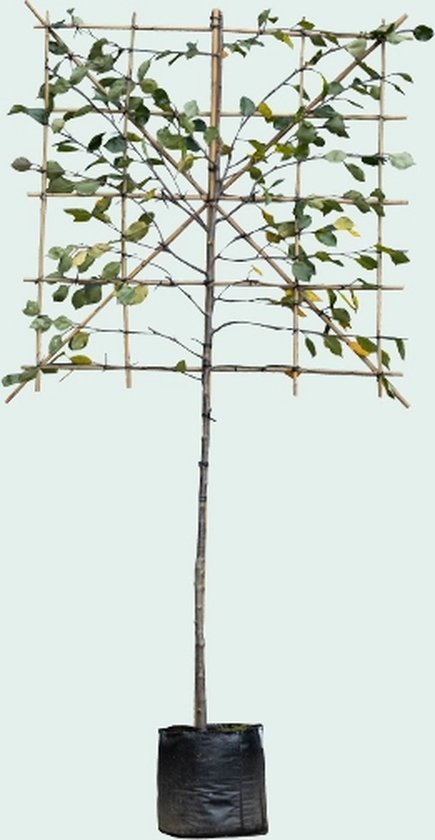 Rode sierappel leiboom 120 cm (120x120) | Malus 'Mokum' | Bomenbezorgd ...