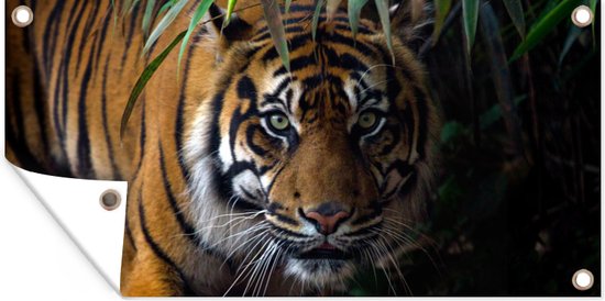 Tuinposter Tijger - Bladeren - Jungle - Dieren - Wild - 60x30 cm - Tuindoek - Buitenposter | bol