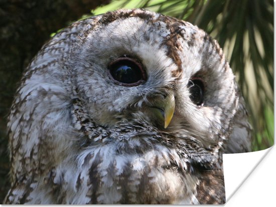 Close-up van een bruine bosuil Poster 40x30 cm - klein - Foto print op ...
