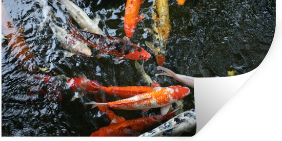 Muurstickers - Sticker Folie - Een grote groep koi karpers - 160x80 cm - Plakfolie -... | bol