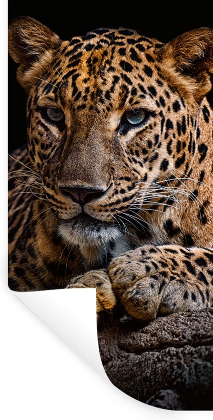 Muurstickers - Sticker Folie - Wilde dieren - Panter - Portret - Zwart - Dieren -... | bol.com