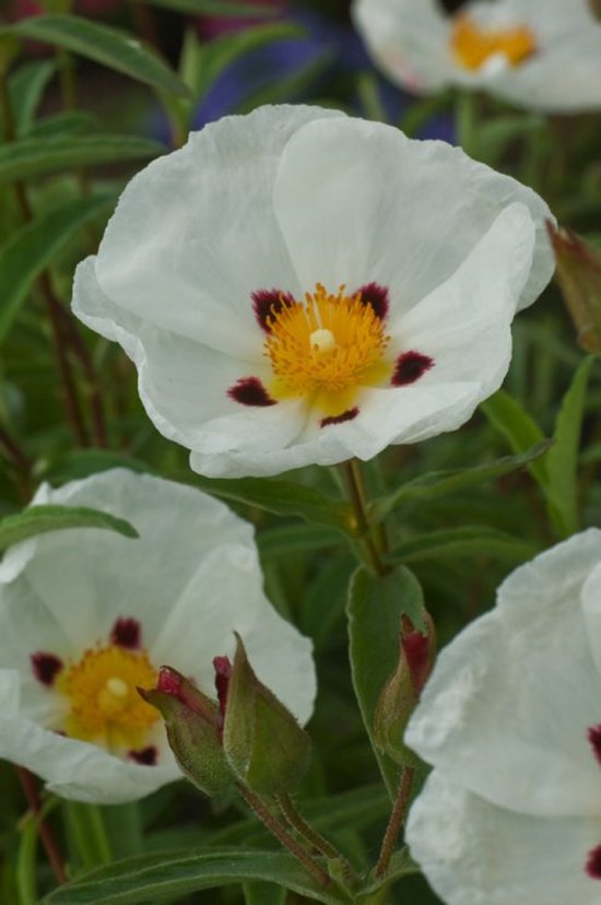 Arbustes de haie - Un ensemble 1 - Cistus purpureus 'Alan Fradd' - (2L ...