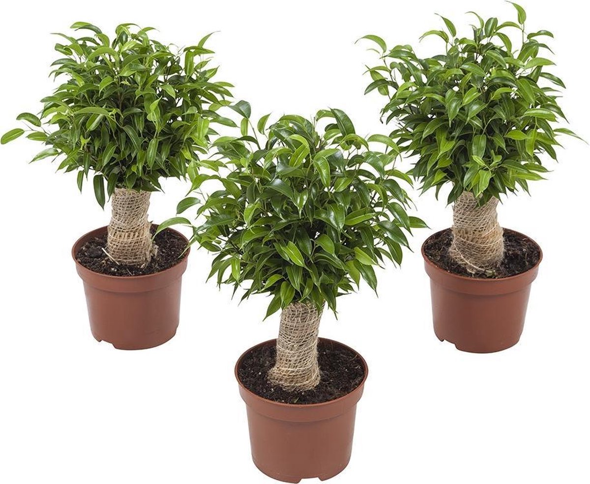 Ficus benjamina Natasja - set van 3 stuks - Kamerplant in Kwekers pot ...