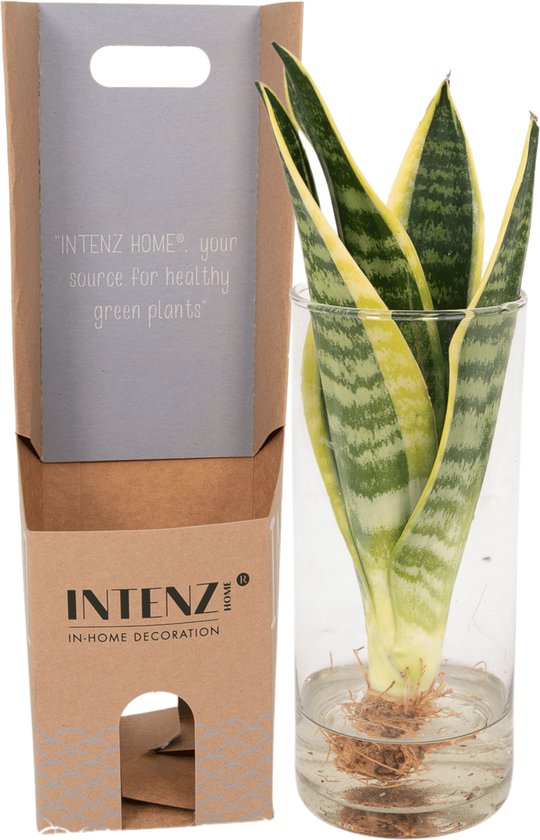 Groene plant – Vrouwentongen (Sansevieria) met bloempot – Hoogte: 30 cm ...