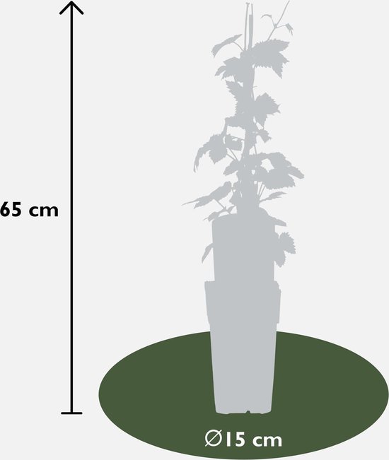 Hello Plants Humulus Lupulus Nordbrau Hop Plant - Klimplant - Ø 15 cm ...