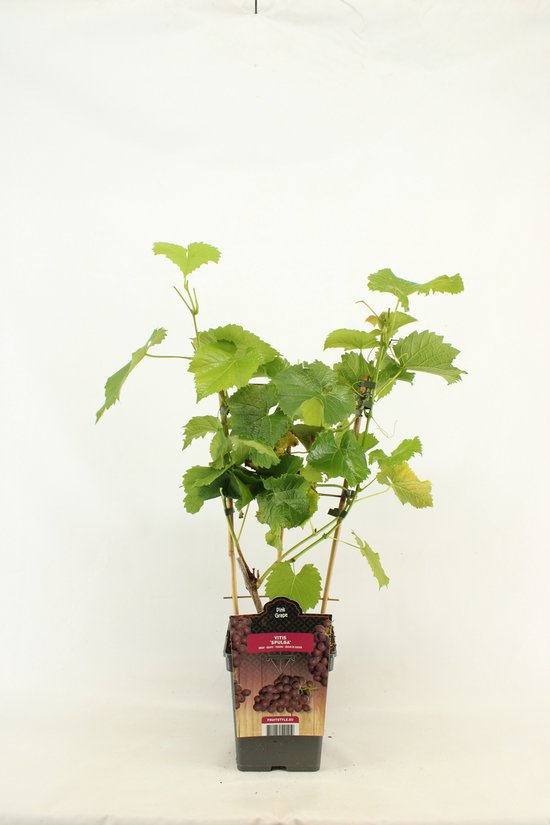 Rode Druif - Vitis vinifera 'Spulga' - op Rek - hoogte 60 - 70 cm | bol