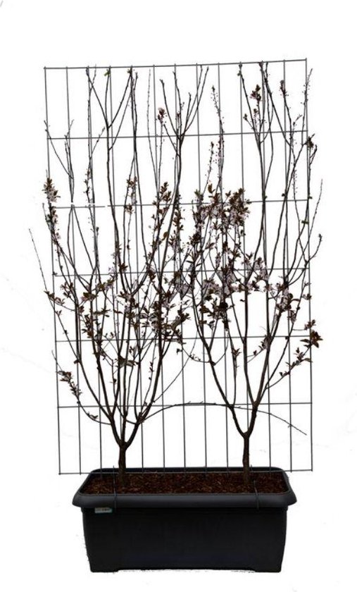 Loofboom – Laurierkers (Prunus cer Nigra) – Hoogte: 180 cm – van ...