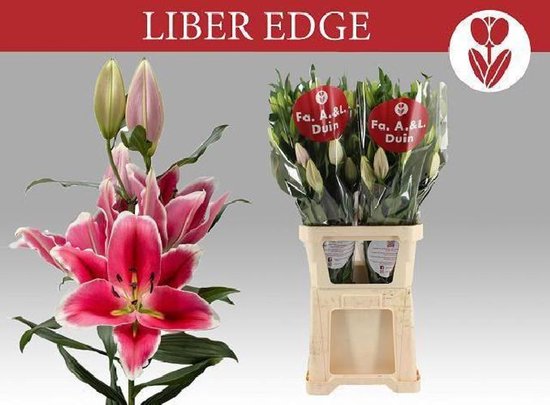 10x Lelie liber edge 80cm | bol