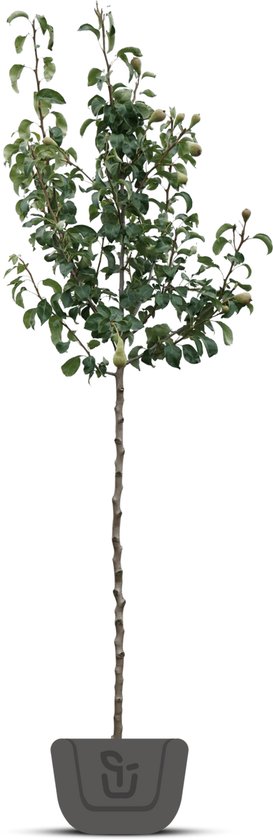 Perenboom | Pyrus communis Avezaath Kapel | Hoogstam 10-12 cm | bol