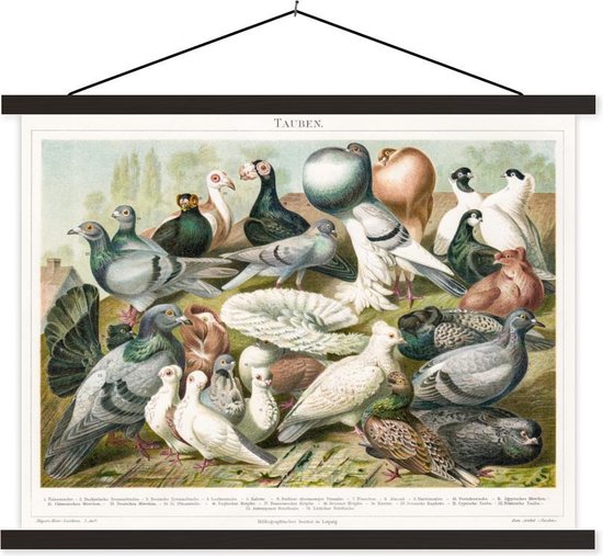 Posterhanger incl. Poster 40x30 cm - Schoolplaat - Duiven - Vintage - Tekening -... | bol