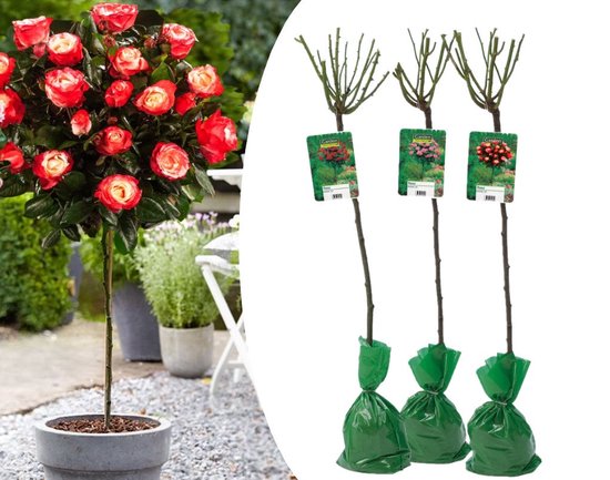 NatureNest - Stamrozen mix - Rosa - Rood, Roze, 2-kleurig - 3 stuks ...