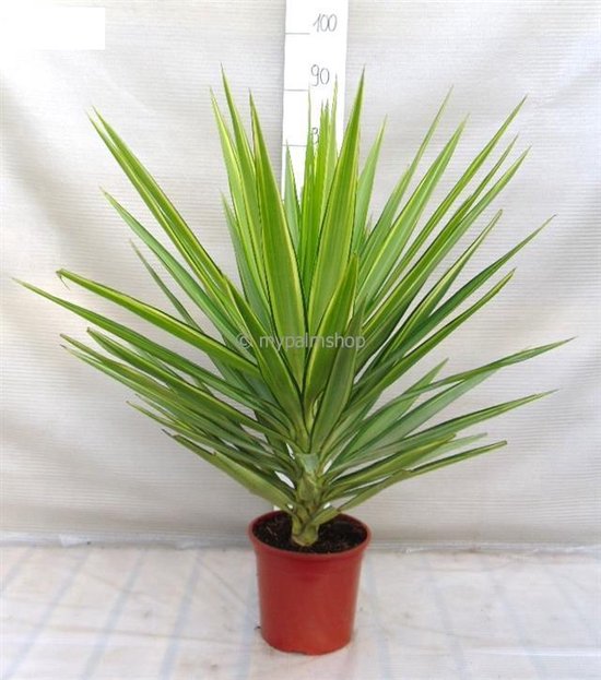 Yucca elephantipes 'Puck'; Totale hoogte 90-100cm incl. Ø22cm ...