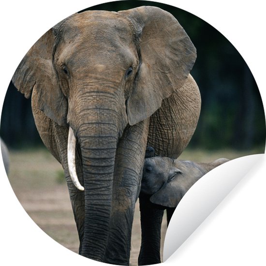 WallCircle - Muurstickers - Behangcirkel - Olifant - Dieren - Vlakte - Natuur -... | bol.com