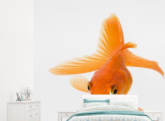 Behang - Fotobehang Vis - Goudvis - Wit - Breedte 265 cm x hoogte 240 ...