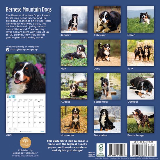 Berner Sennen Kalender 2022 | bol