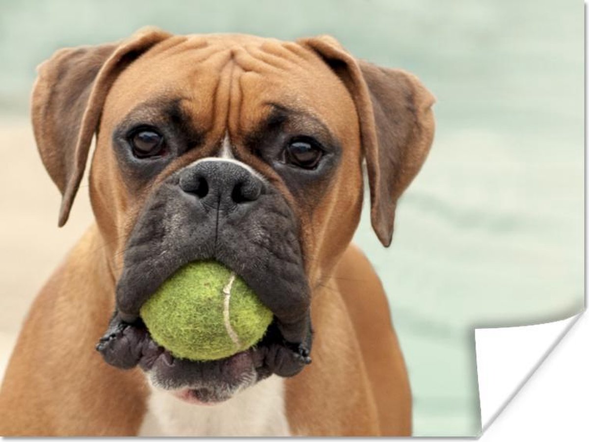 Boxer marron doré avec une balle de tennis dans la bouche Poster 40x30 ...