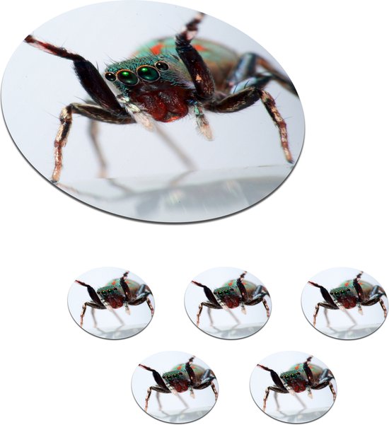 Onderzetters voor glazen - Rond - Close-up pauwspin op witte ...