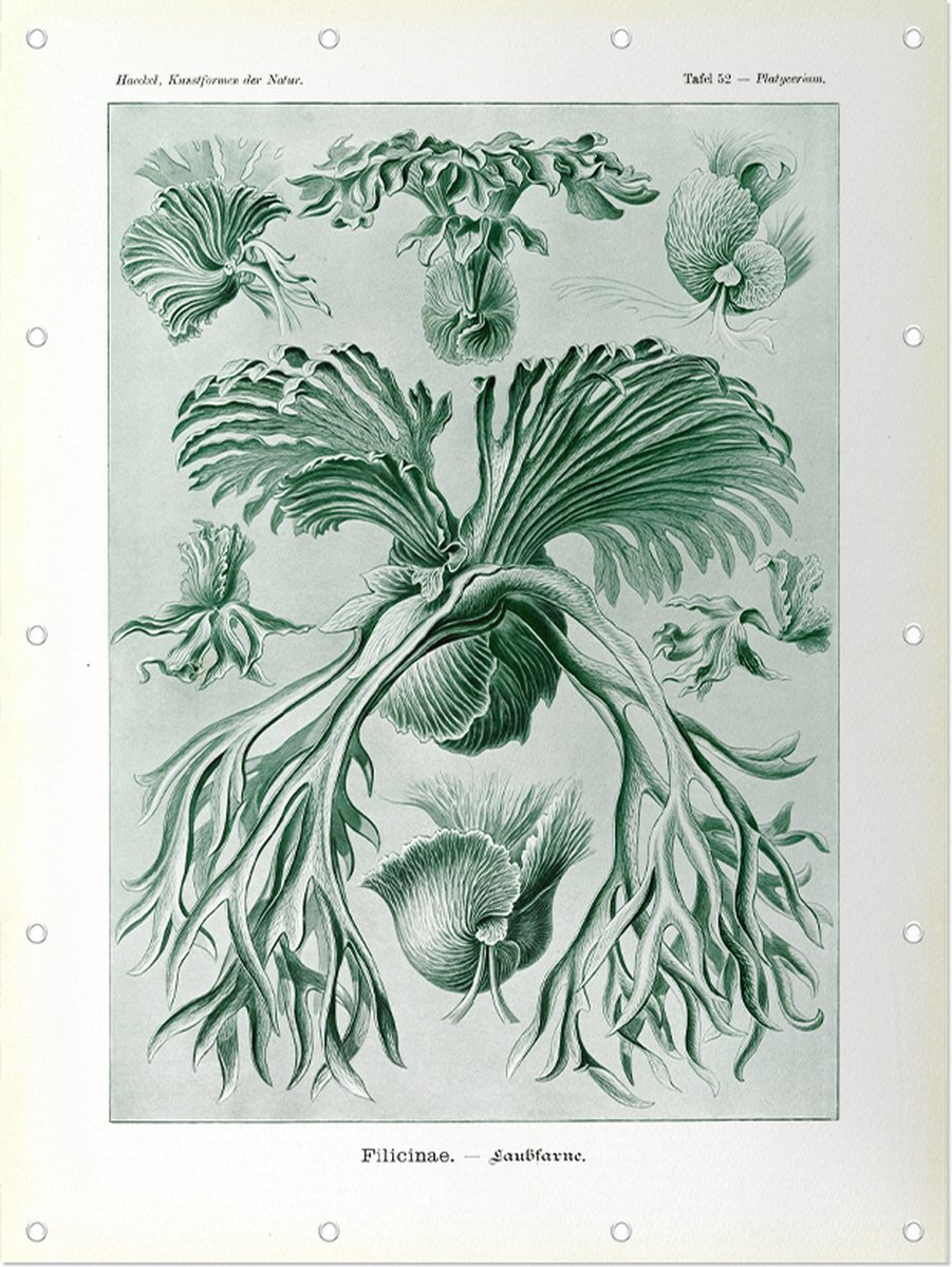 Platycerium - Filicinae (Kunstformen der Natur), Ernst Haeckel - Photo ...
