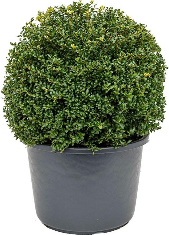 Buxus vervanger Ilex Crenata Convexa Bol XL 70 cm tuinplant | bol.com