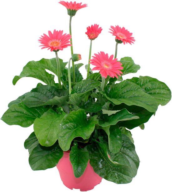 Gerbera 'Garvinea' - Roze bloemen - Patio- en balkonplant - ↑70-75 cm ...