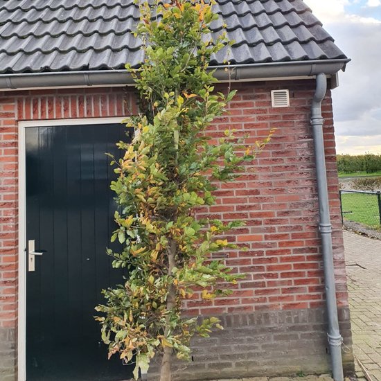 Groene Beuk - Fagus sylvatica | Omtrek: 10-14 cm | Hoogte: 300 cm | bol