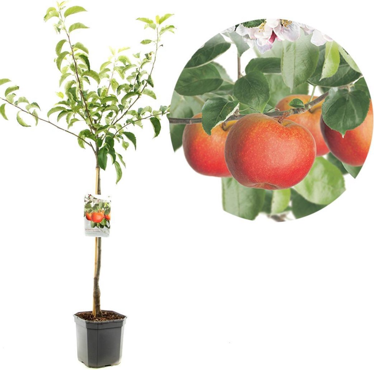 Appelboom - Goudreinet - Malus domestica Rode Boskoop - zure moesappel ...