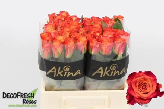 20x Rosa mariyo! 40cm | bol