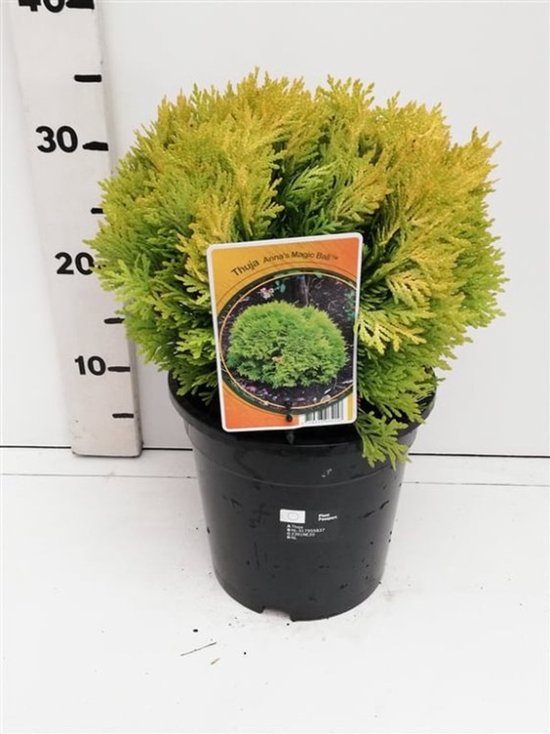Thuja occidentalis Anna's Magic Ball - 3 liter pot -.5 20-25 cm | bol