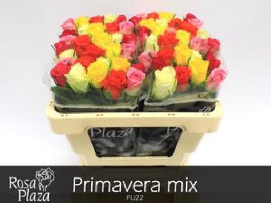 20x Rosa mix vast primavera ammerlaan 50cm | bol