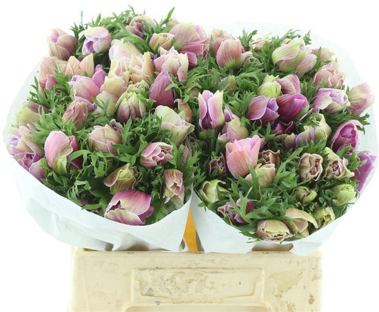 100x Anemoon mistral plus rarity 40cm | bol