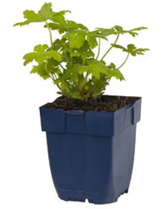 Griffioen - Geranium macr. 'Czakor' | bol