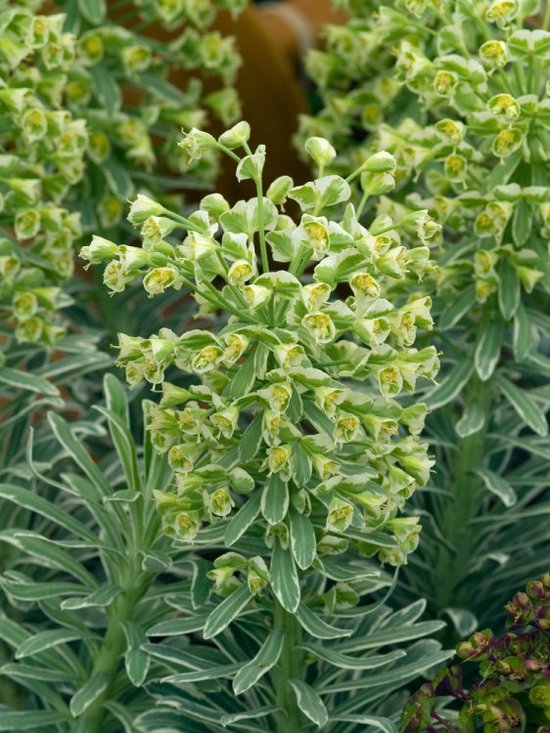 Set van 3 | Euphorbia characias 'Glacier Blue' - 0.7 liter pot | bol