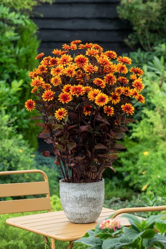 Set van 3 | Heliopsis h. 'Funky Spinner' - 0.7 liter pot | bol