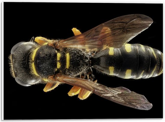 PVC Schuimplaat - Bovenaanzicht van een Wesp tegen Zwarte Achtergrond ...